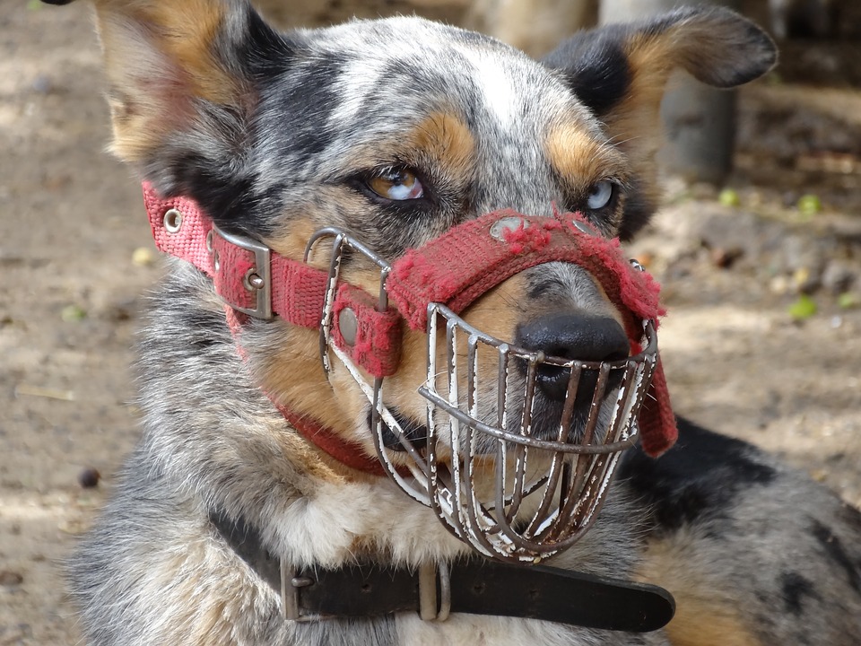 Home Training Tips To Stop Dog Aggression Dog Training Advice Tips