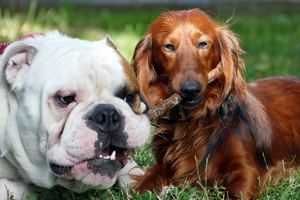 3 Methods To Calm Your Dog Around Other Dogs Dog Training Advice Tips