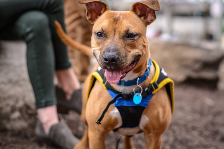 Top 5 Quick Dog Training Techniques Dog Training Advice Tips