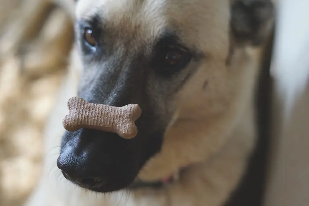 How Do I Teach My Dog To Catch A Treat Of His Nose
