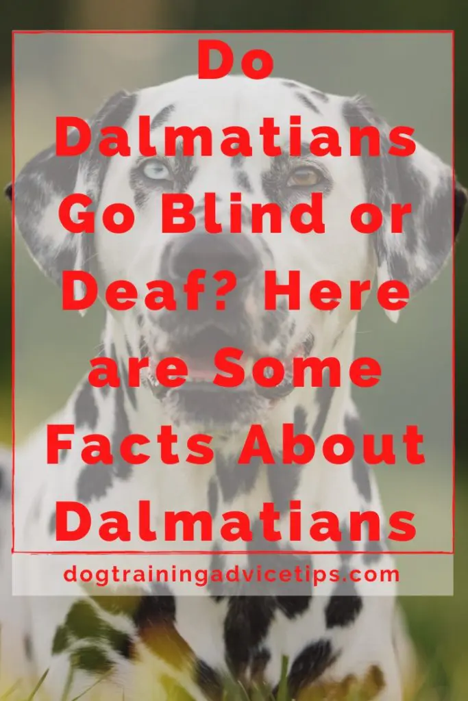 Are Dalmatians Deaf Or Blind