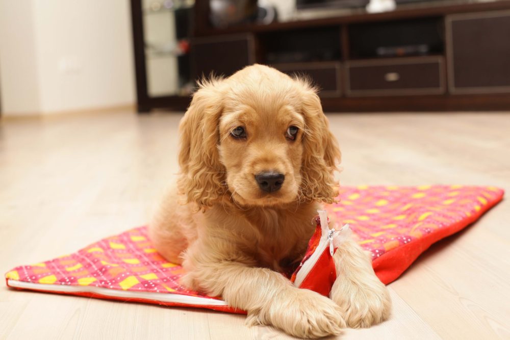 Guide To Potty Training Your Dog What You Should Know Dog Training